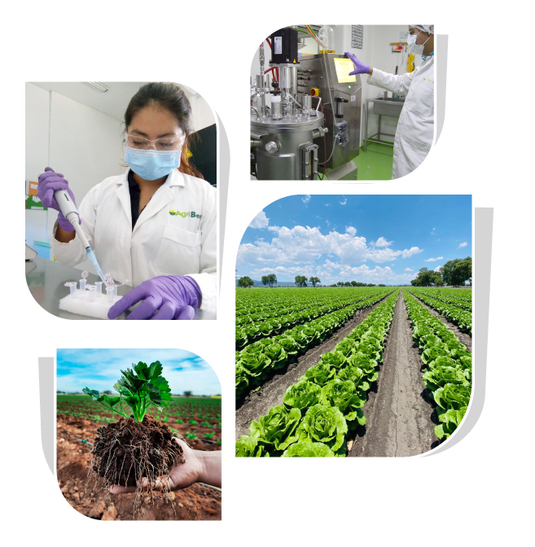 Agropecuaria – ConsultAgro