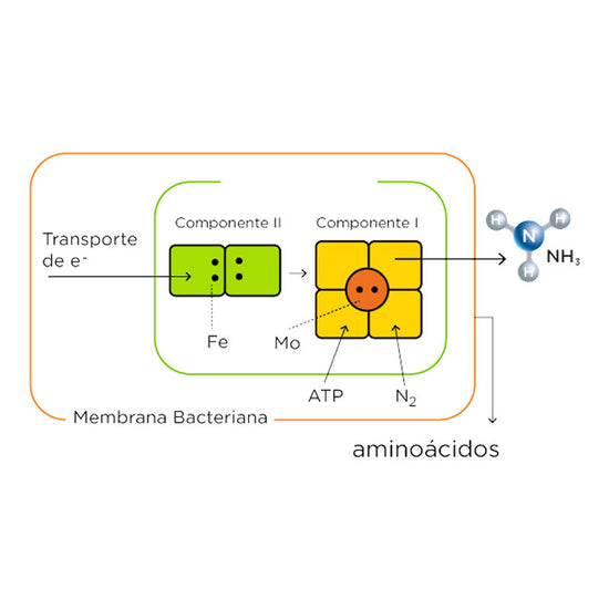 Inoculante biológico para tratamiento de semillas, NitroBac Plus ...